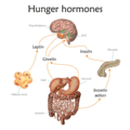 Hunger Hormones: Ghrelin and Leptin. Understand your Hungry Hormones